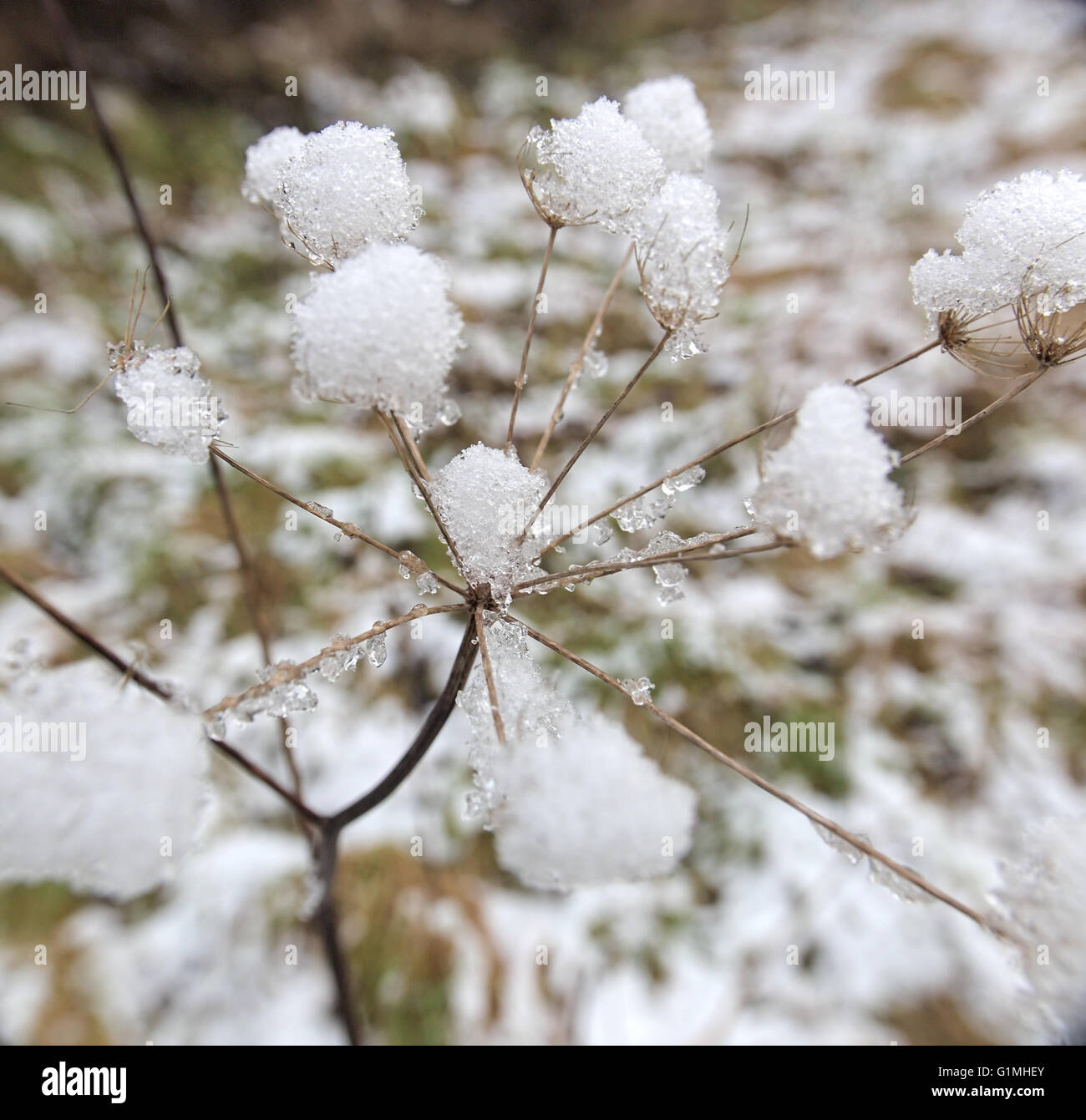 Umbel formation hi-res stock photography and images - Alamy