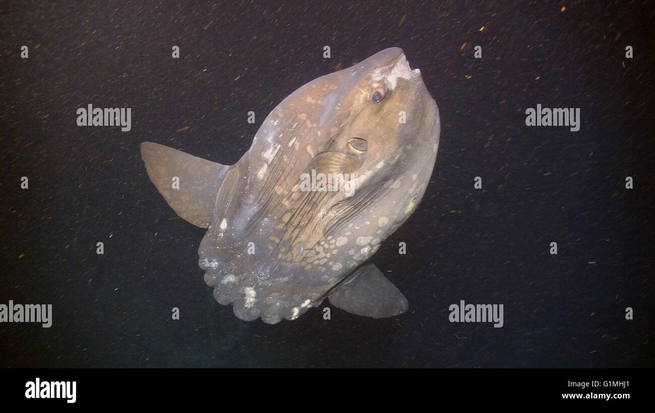 A Mola mola, or ocean sunfish captured by the unmanned remotely ...