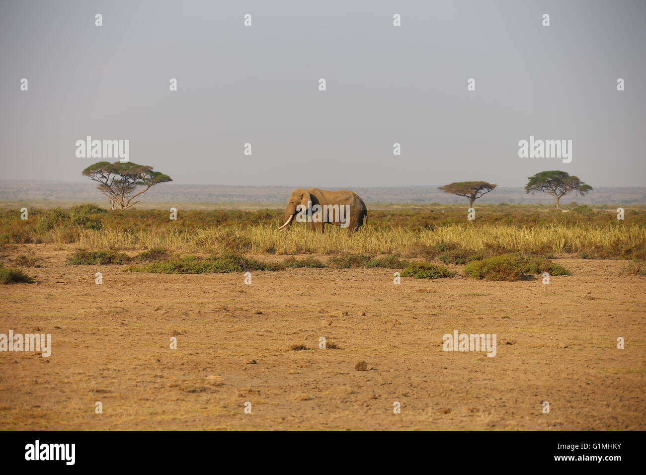 This is a photo of a wild elephant and African landscape Stock Photo ...