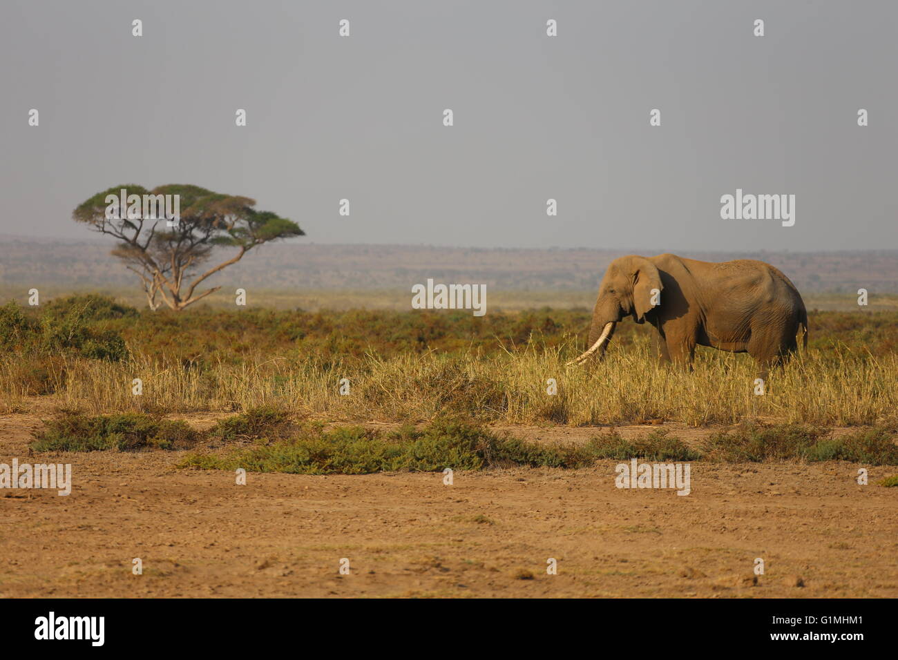 This is a photo of a large elephant and landscape taken in Africa Stock ...