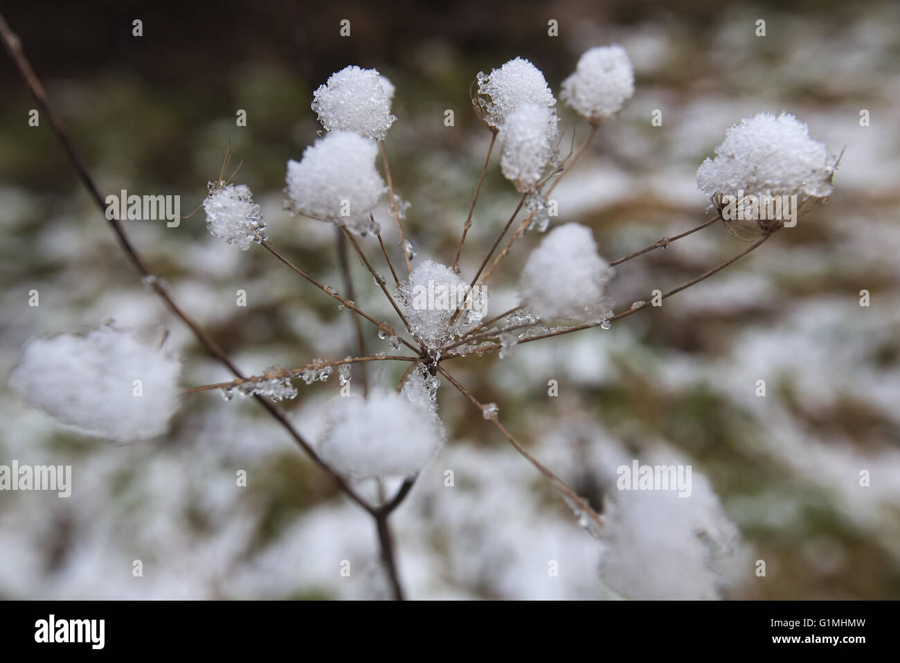Umbel formation hi-res stock photography and images - Alamy