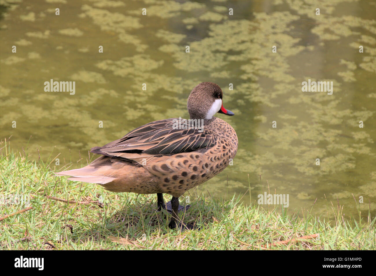 The White-cheeked pintail duck is a dabbling duck sometimes referred to ...