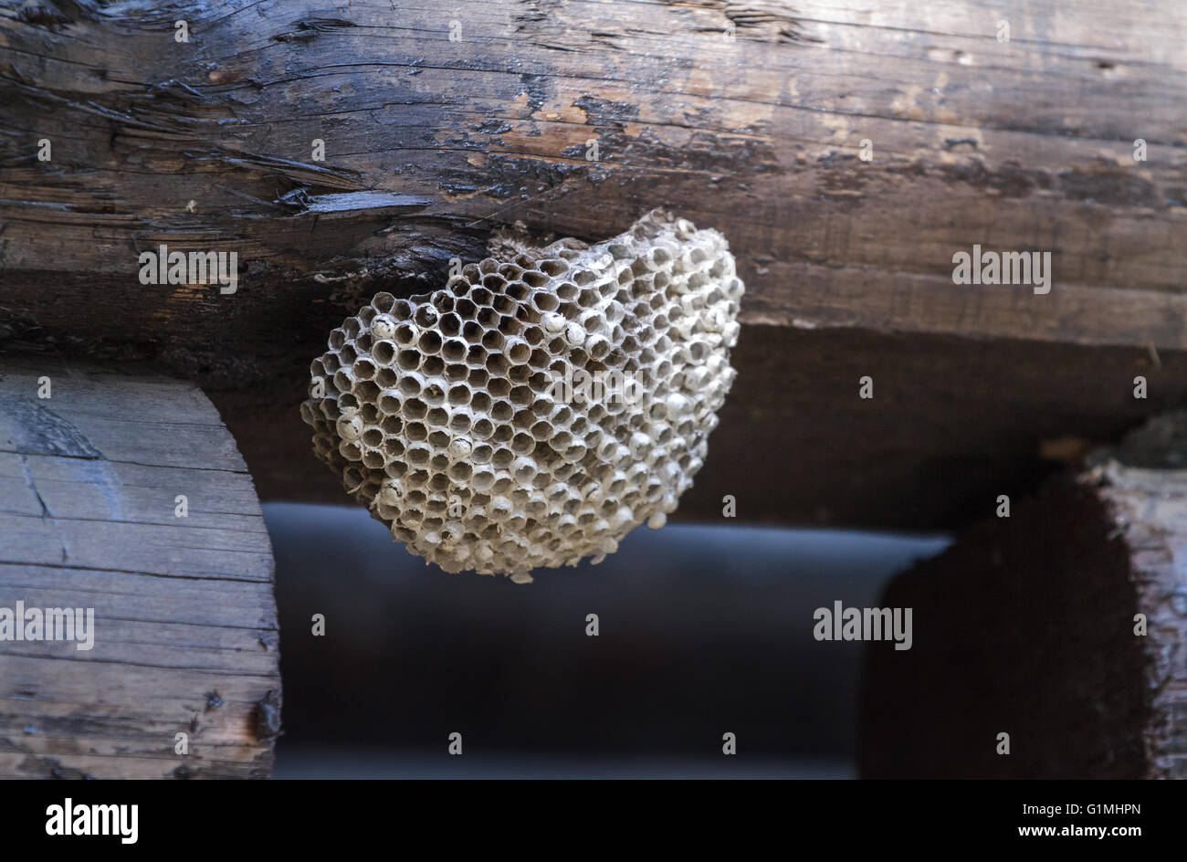 empty wasp cell Stock Photo - Alamy