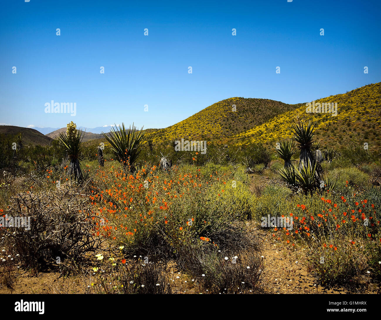 Desert blooms hi-res stock photography and images - Alamy