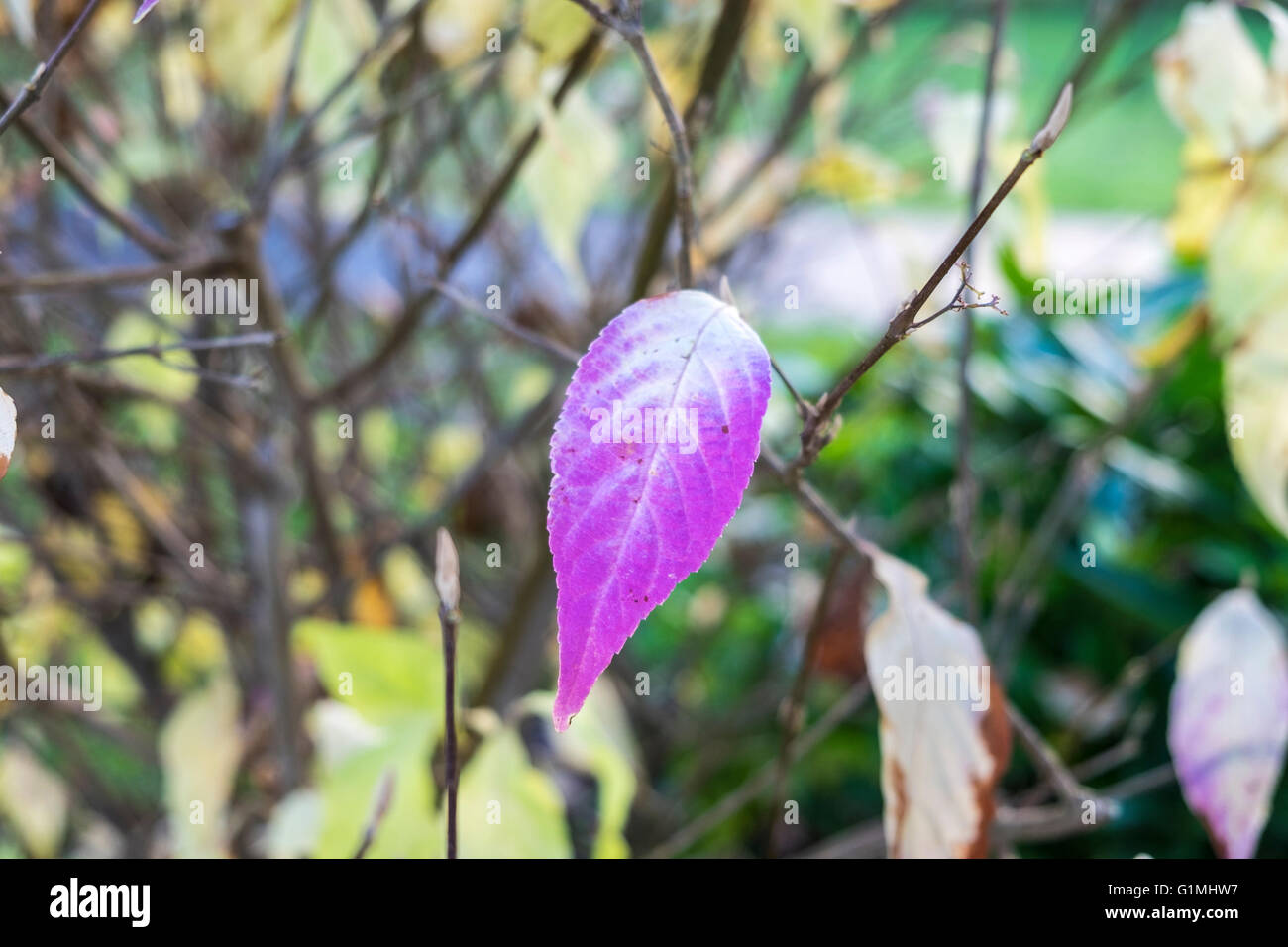 Single purple leaf clinging to tree in winter Stock Photo - Alamy