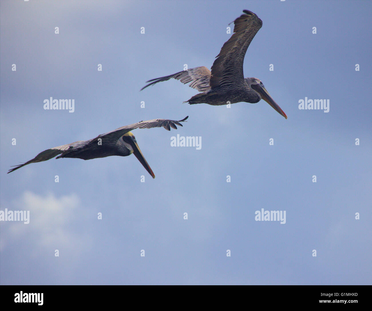Two pelicans flying near the beach in Punta Cana, Dominican Republic ...
