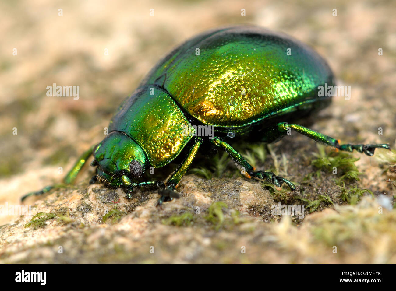 Mint leaf beetle (Chrysolina herbacea). Iridescent green beetle in the ...