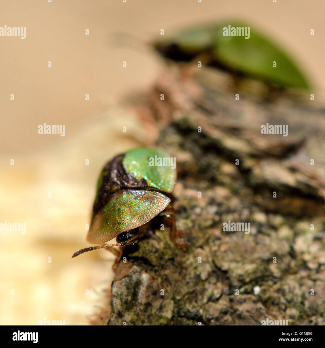 Tortoise beetle hi-res stock photography and images - Alamy