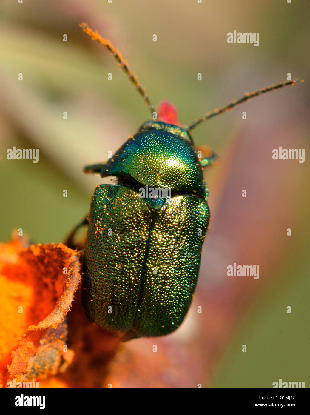 Cryptocephalus aureolus hi-res stock photography and images - Alamy