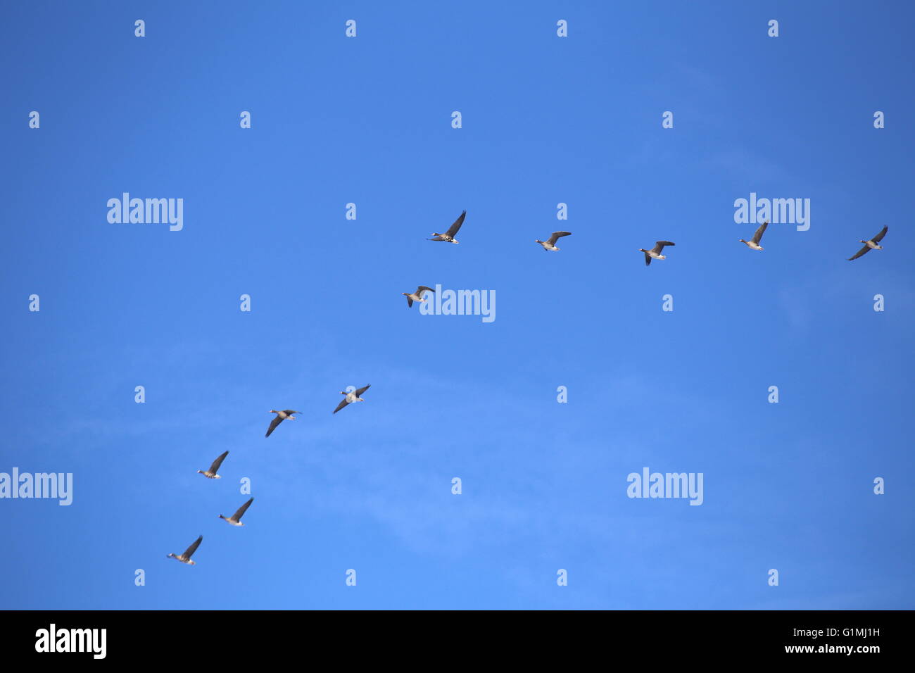 Spotted goose hi-res stock photography and images - Alamy