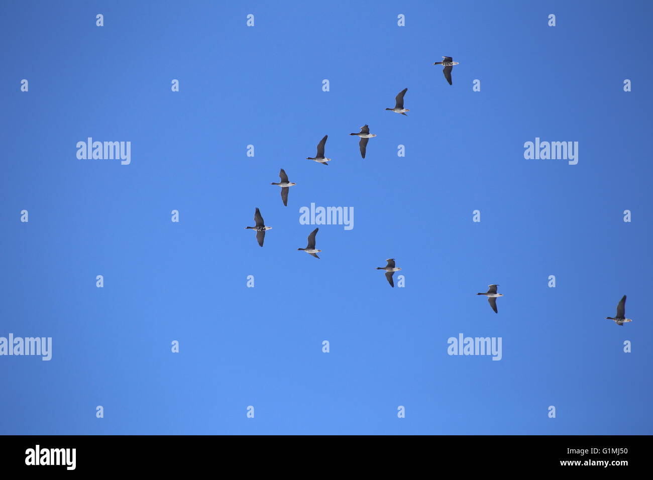 Greater white fronted goose migration hi-res stock photography and ...