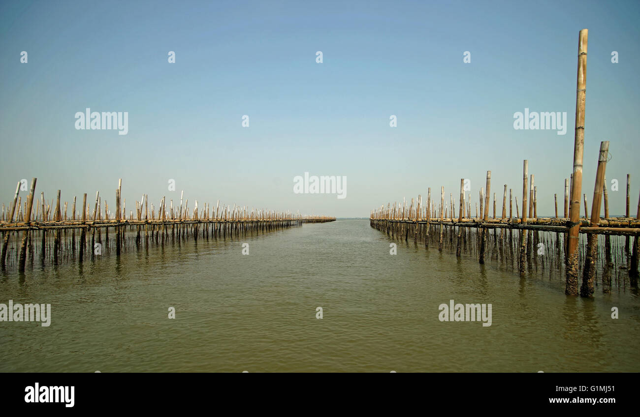 shellfish farming, oysters farm in the sea Stock Photo - Alamy