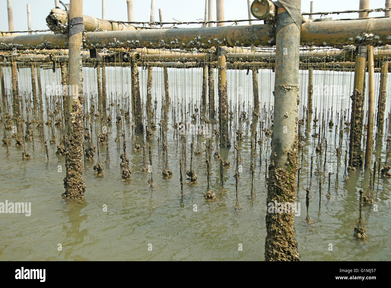 shellfish farming, oysters farm in the sea Stock Photo - Alamy