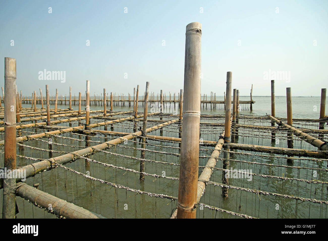 shellfish farming, oysters farm in the sea Stock Photo - Alamy