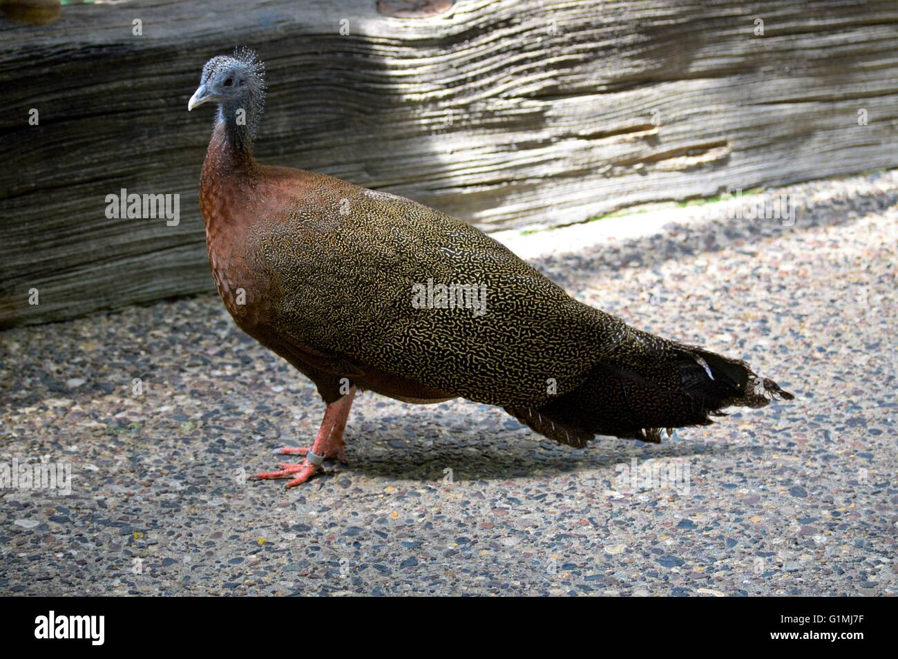 Great argus hi-res stock photography and images - Alamy