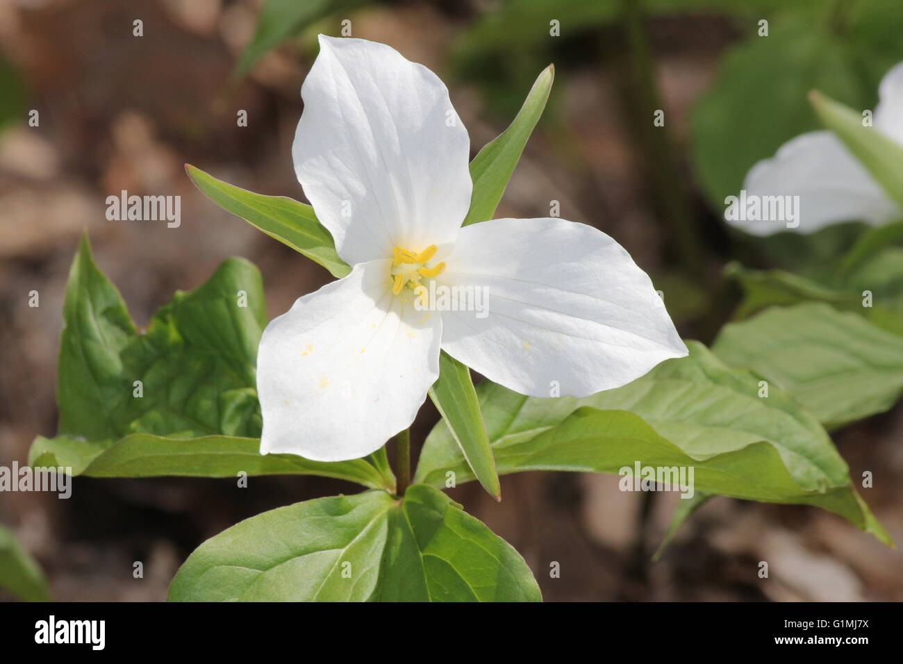 Trillium ontario symbol hi-res stock photography and images - Alamy