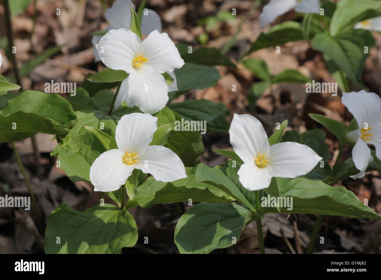 Provincial Flower High Resolution Stock Photography and Images - Alamy
