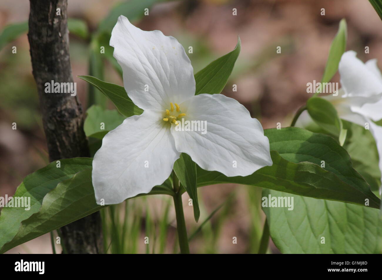White Trillium (Trillium grandiflorum) blooming in woodlands. Ontario ...