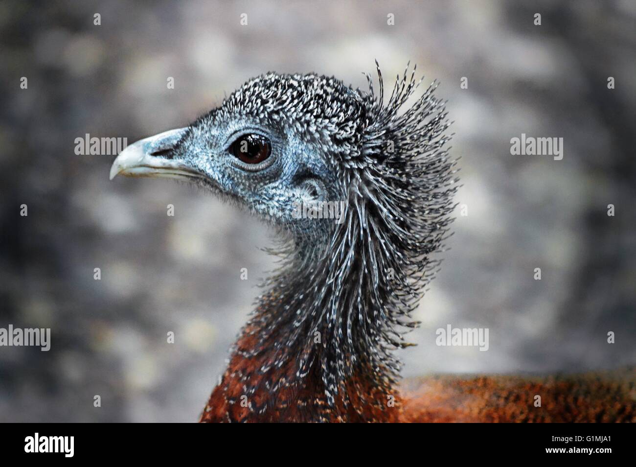 Great argus hi-res stock photography and images - Alamy