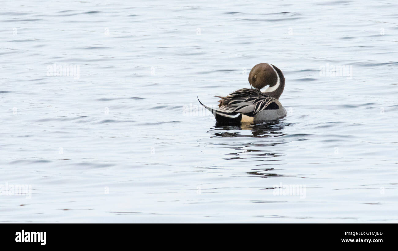 Northern male hi-res stock photography and images - Alamy