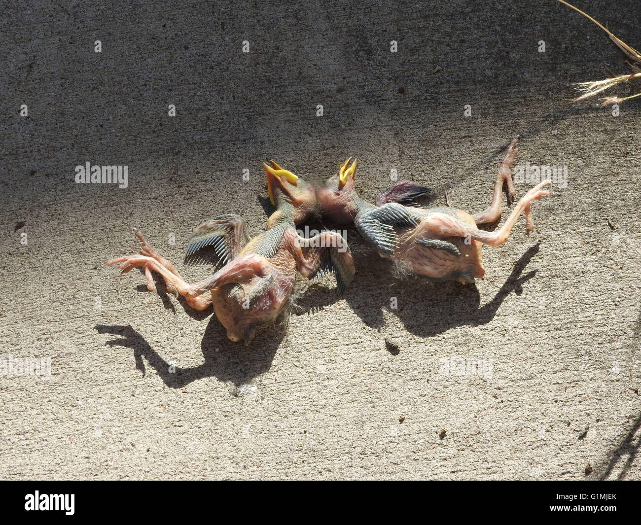 Death Dead Bodies High Resolution Stock Photography and Images - Alamy