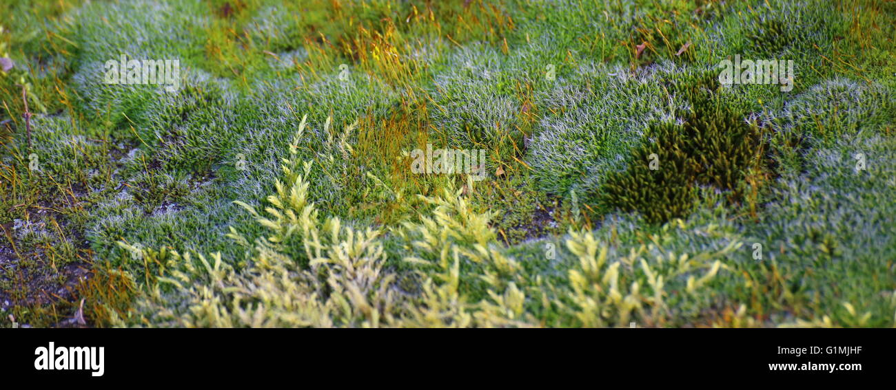 Dense moss layer with species of different shapes and colors Stock ...
