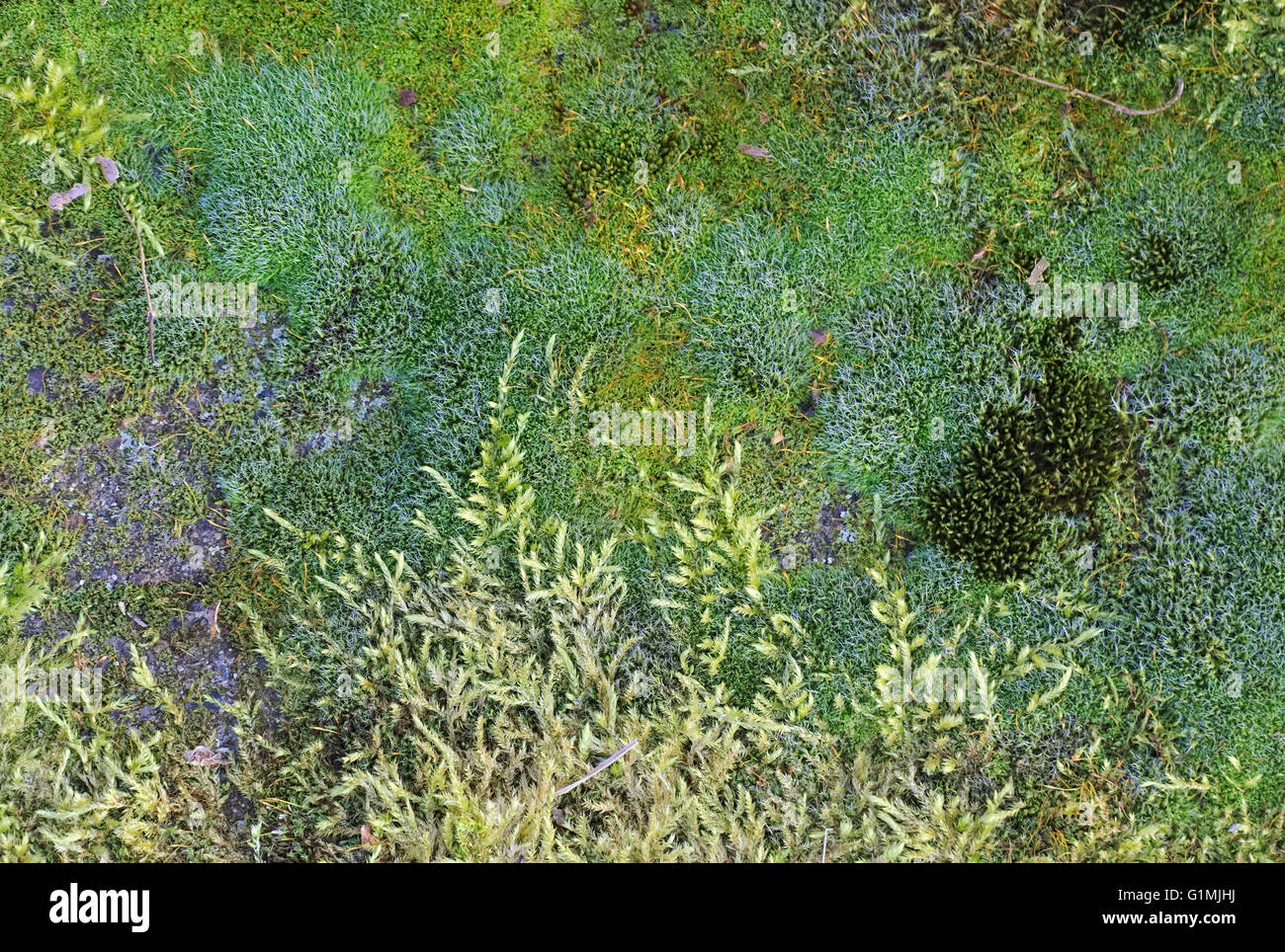 Dense moss layer with species of different shapes and colors seen from ...