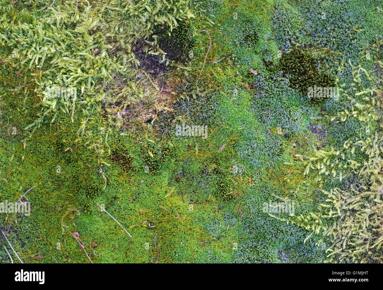 Dense moss layer with species of different shapes and colors seen from ...