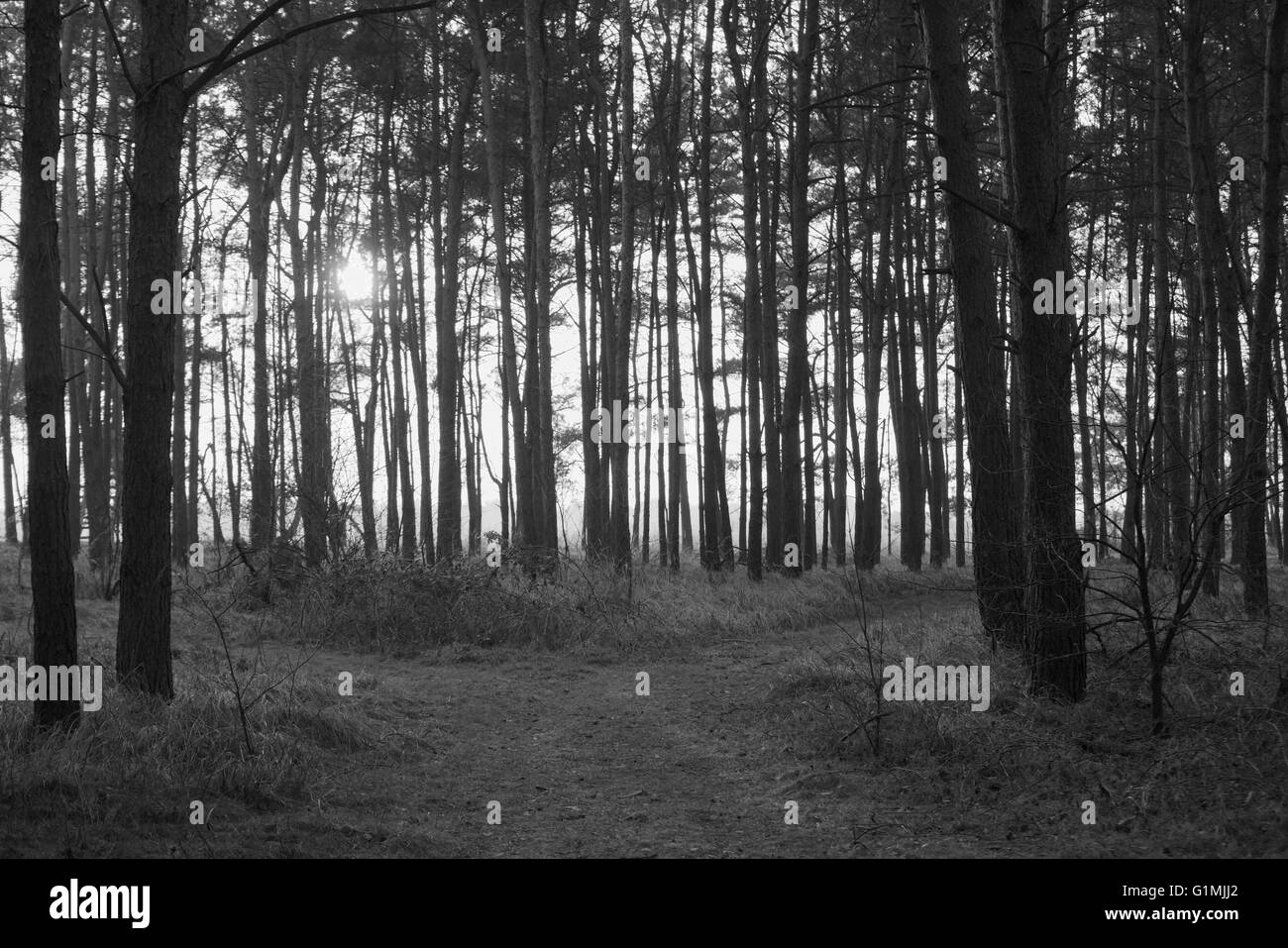 Forest path in germany Black and White Stock Photos & Images - Alamy
