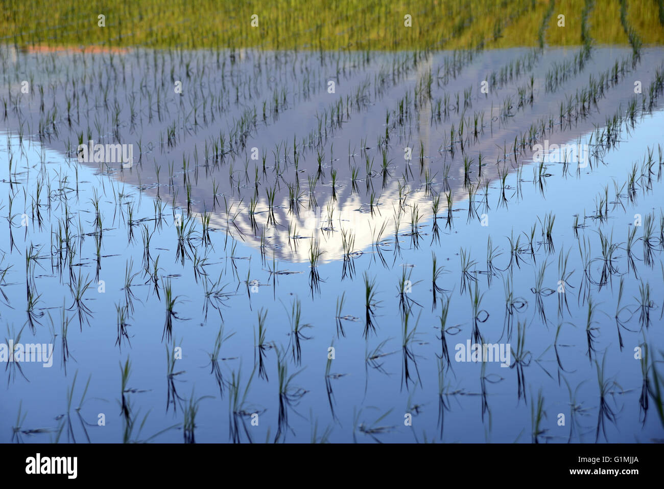 Mount fuji and rice field hi-res stock photography and images - Alamy