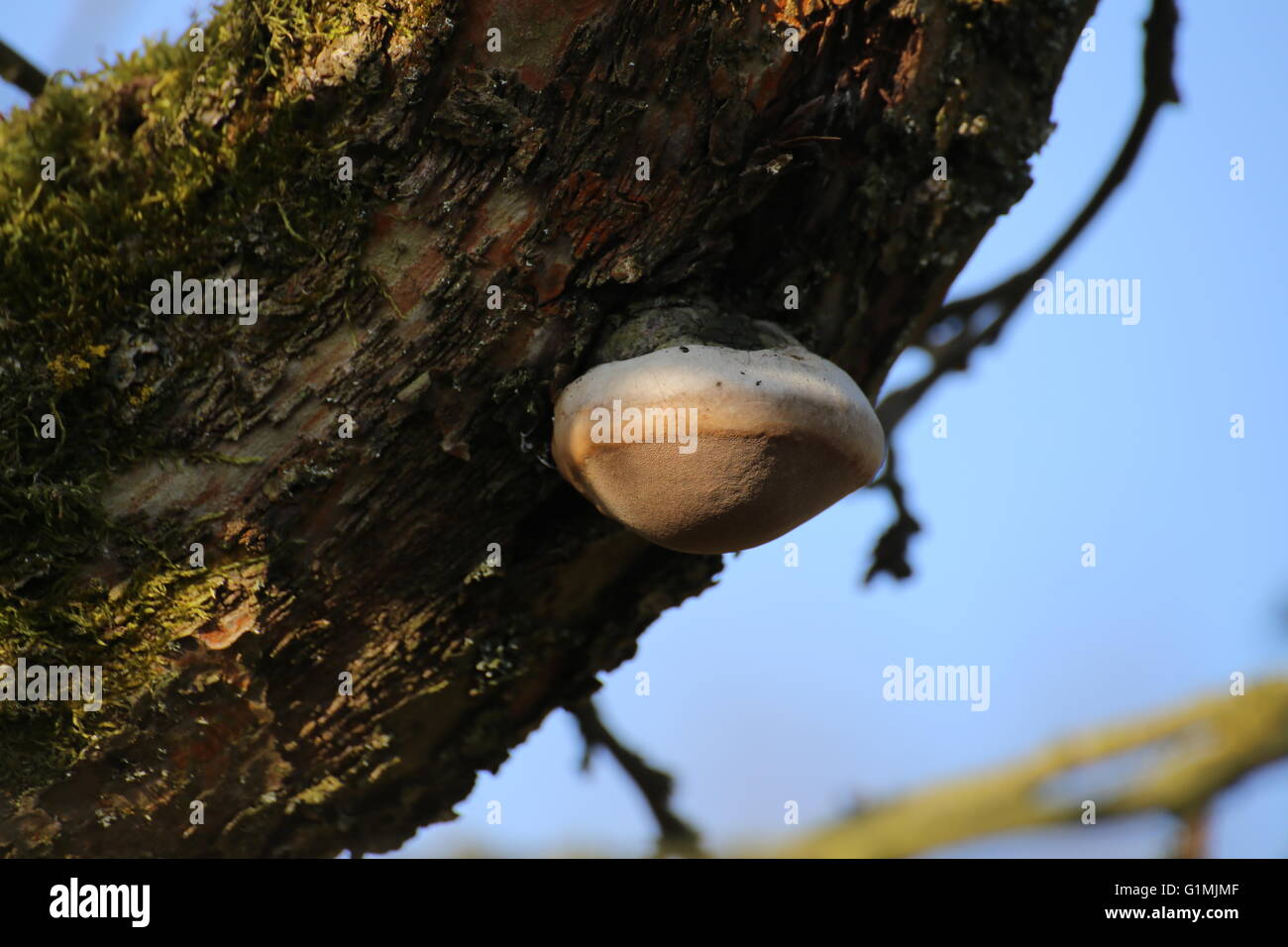 Fire sponge (Phellinus igniarius) growing on an apple tree Stock Photo ...