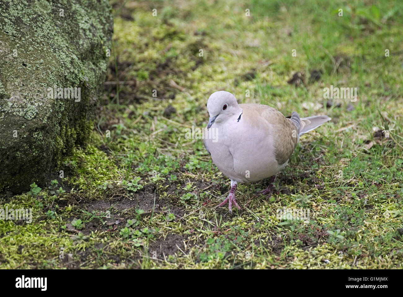 Collared dove grass bird hi-res stock photography and images - Alamy