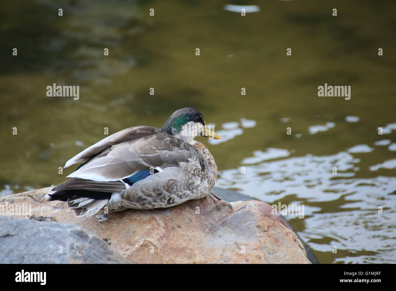 Molting mallard hi-res stock photography and images - Alamy