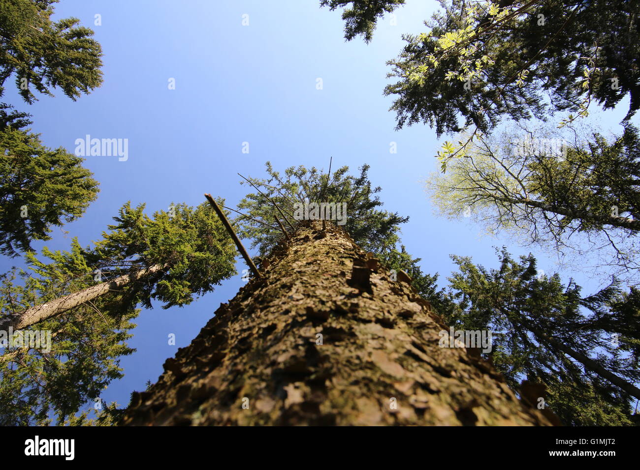 Mighty pine hi-res stock photography and images - Alamy