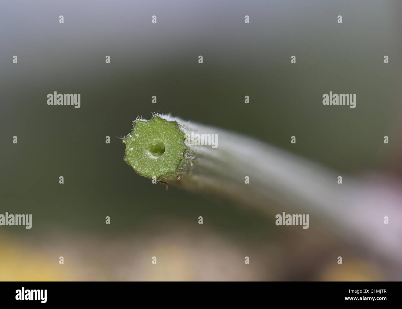 Close up grooved section hi-res stock photography and images - Alamy