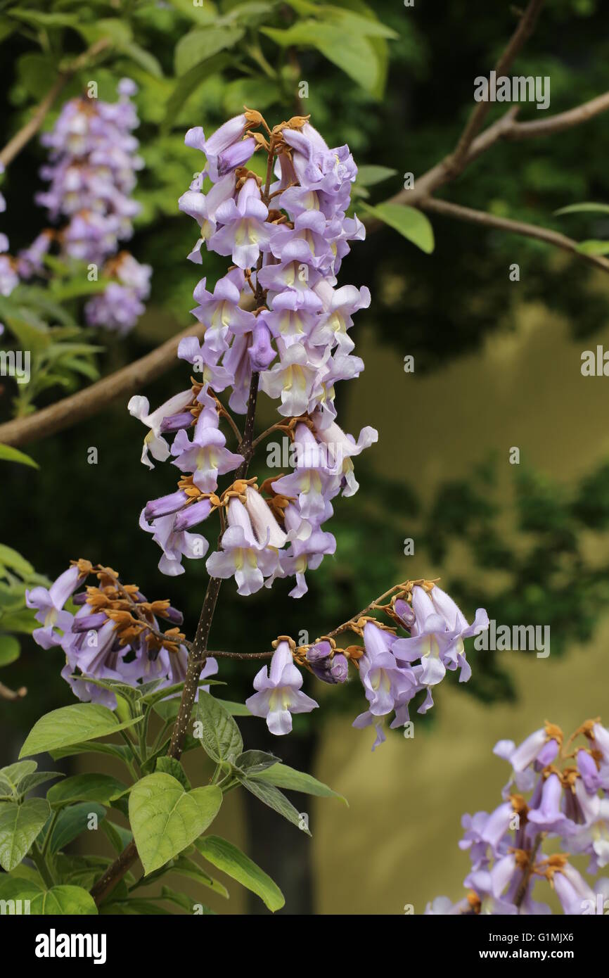 Empress tree hi-res stock photography and images - Alamy