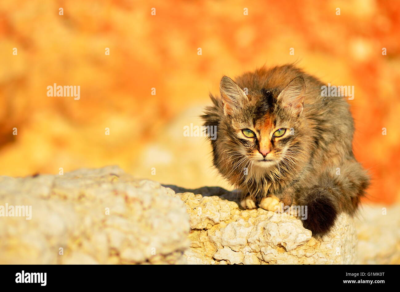 cat stand on the prowl Stock Photo - Alamy