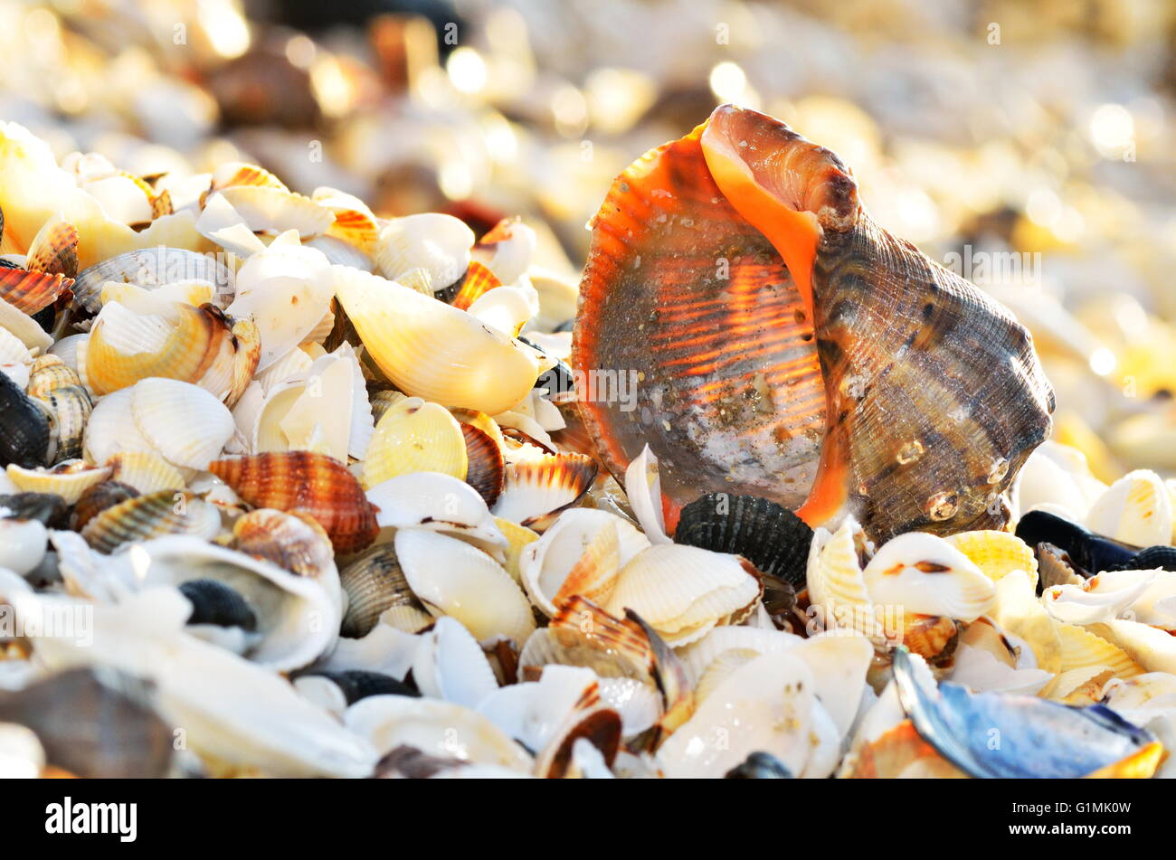 Perfect seashells hi-res stock photography and images - Alamy