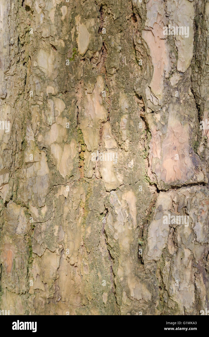 Tree bark texture wallpaper Stock Photo - Alamy