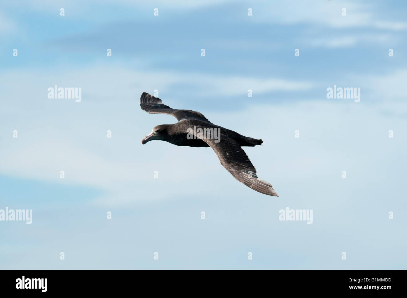 Petrel flying hi-res stock photography and images - Alamy