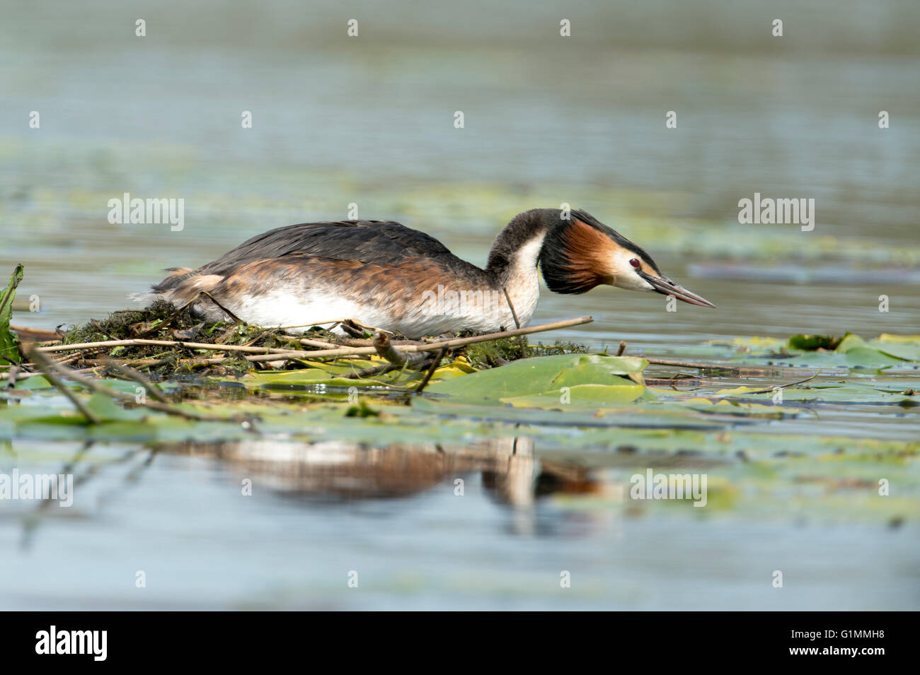 Adult great crested grebe hi-res stock photography and images - Alamy
