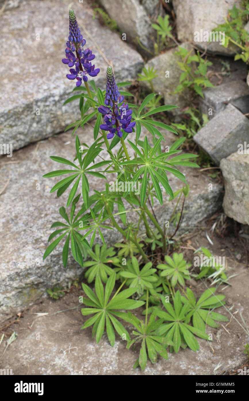 Purple garden lupin (Lupinus polyphyllus) growing between stone steps ...