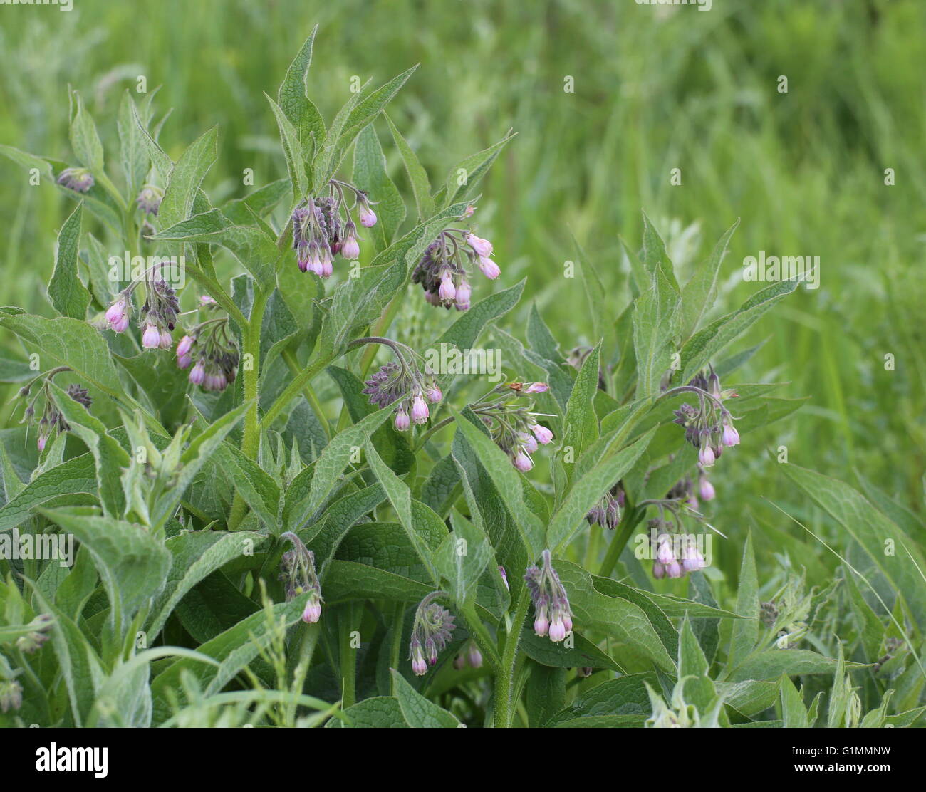 Common comfrey (Symphytum officinale) plant with blossoms Stock Photo ...