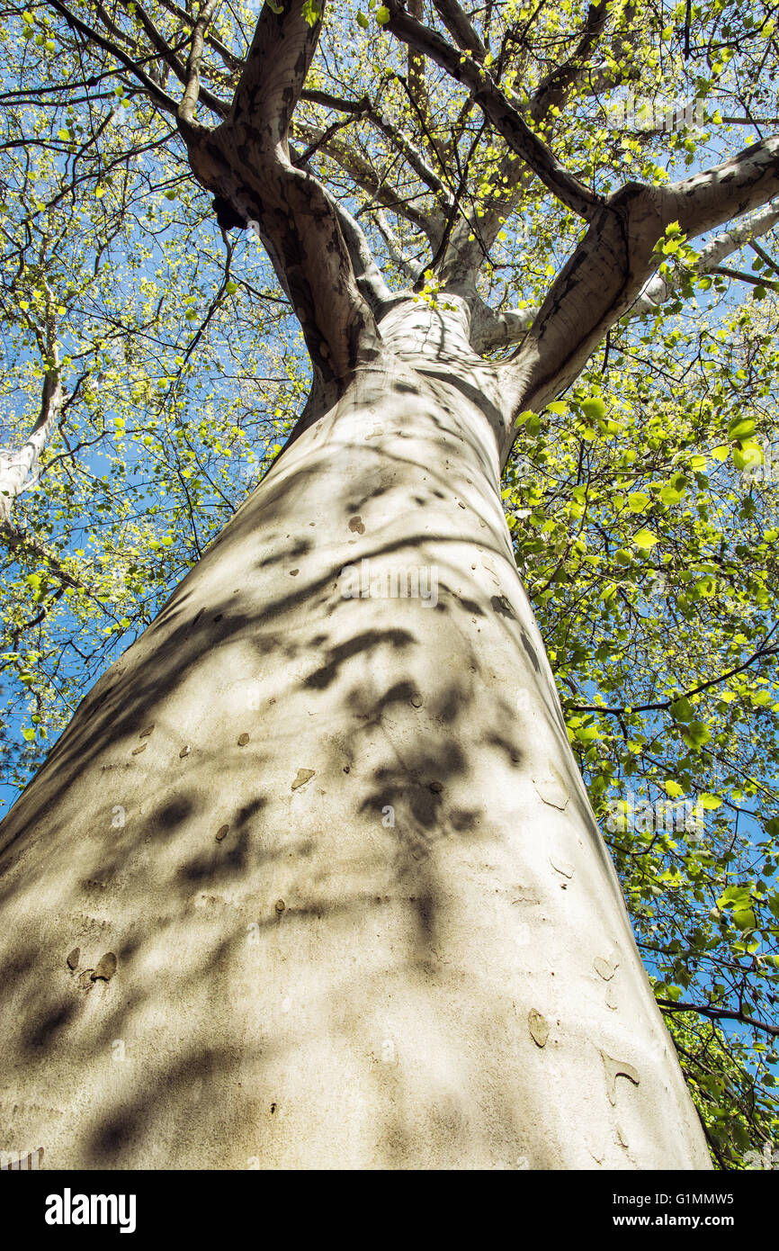 Massive American sycamore tree - Platanus occidentalis. Seasonal ... Massive American sycamore tree - Platanus occidentalis. Seasonal ...