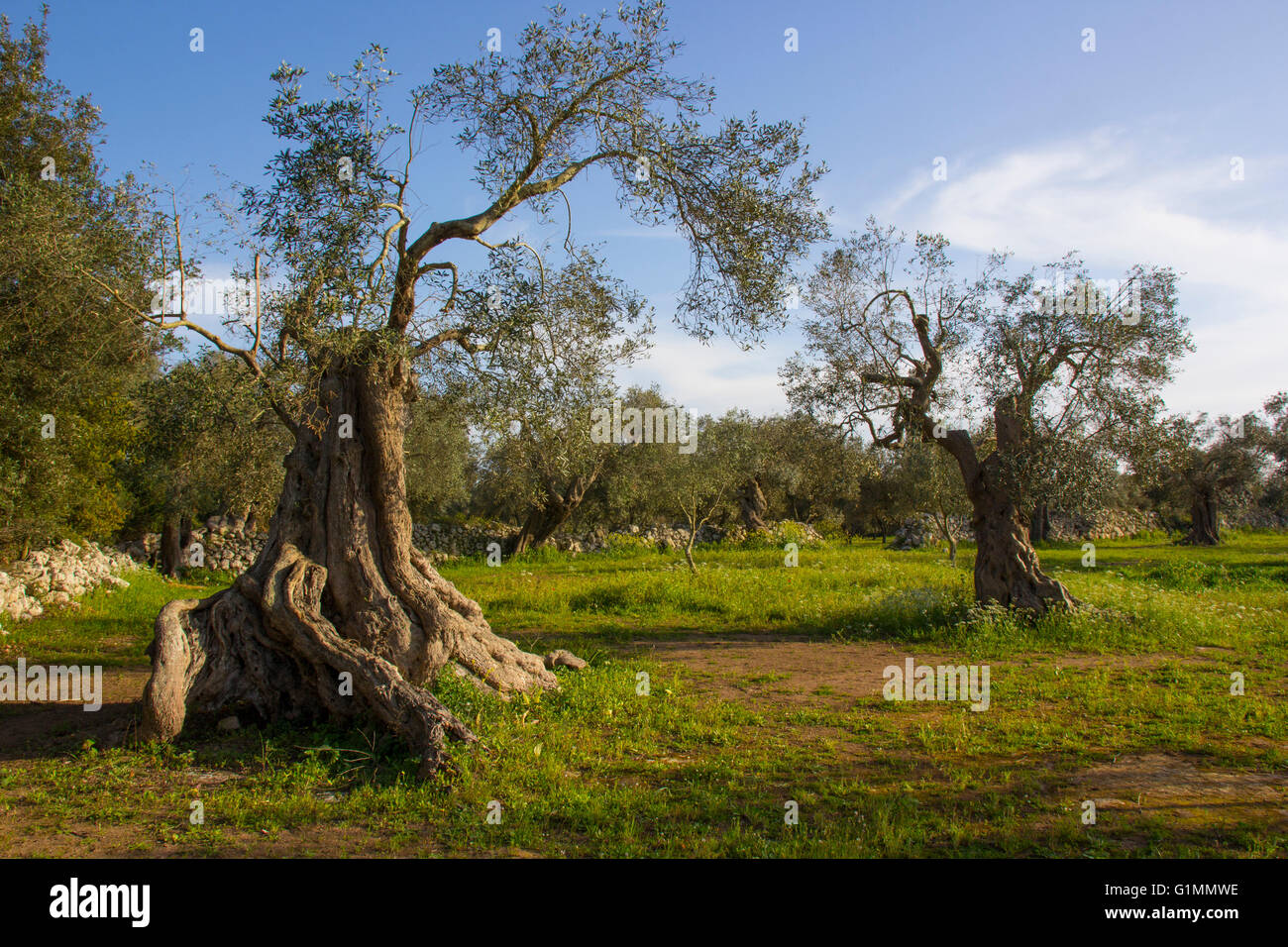 Olive trees in a cultivated field. Italy, Apulia, Salento Stock Photo ...