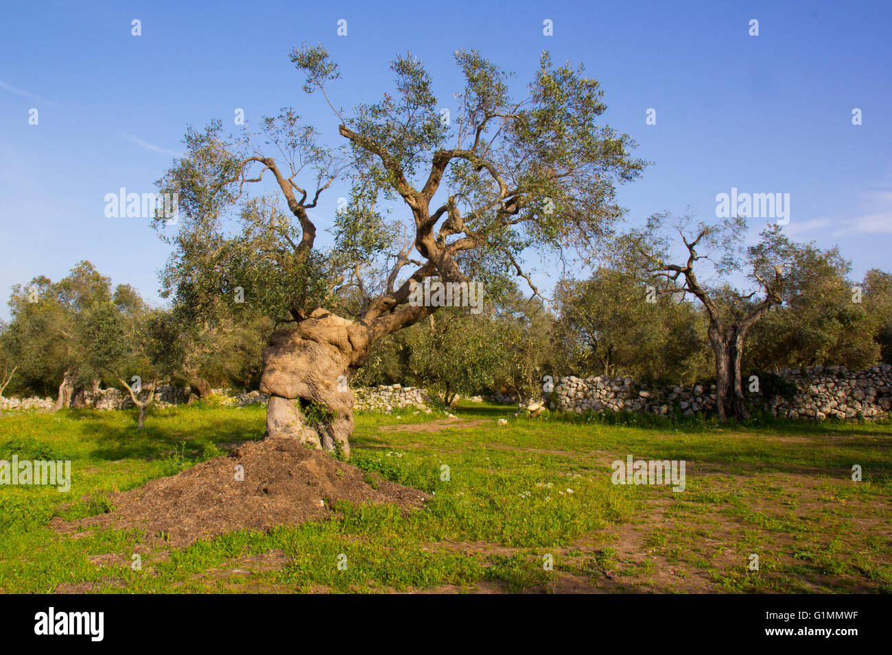 Olive tree in a cultivated field. Italy, Apulia, Salento Stock Photo ...