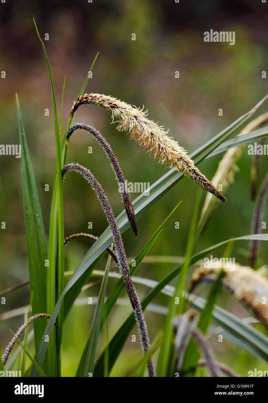 Pendulous sedge hi-res stock photography and images - Alamy