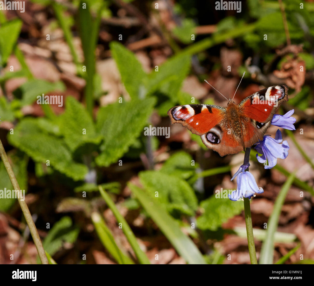 Peacock butterfly on Bluebell flower. Fairmile Common, Esher, Surrey ...