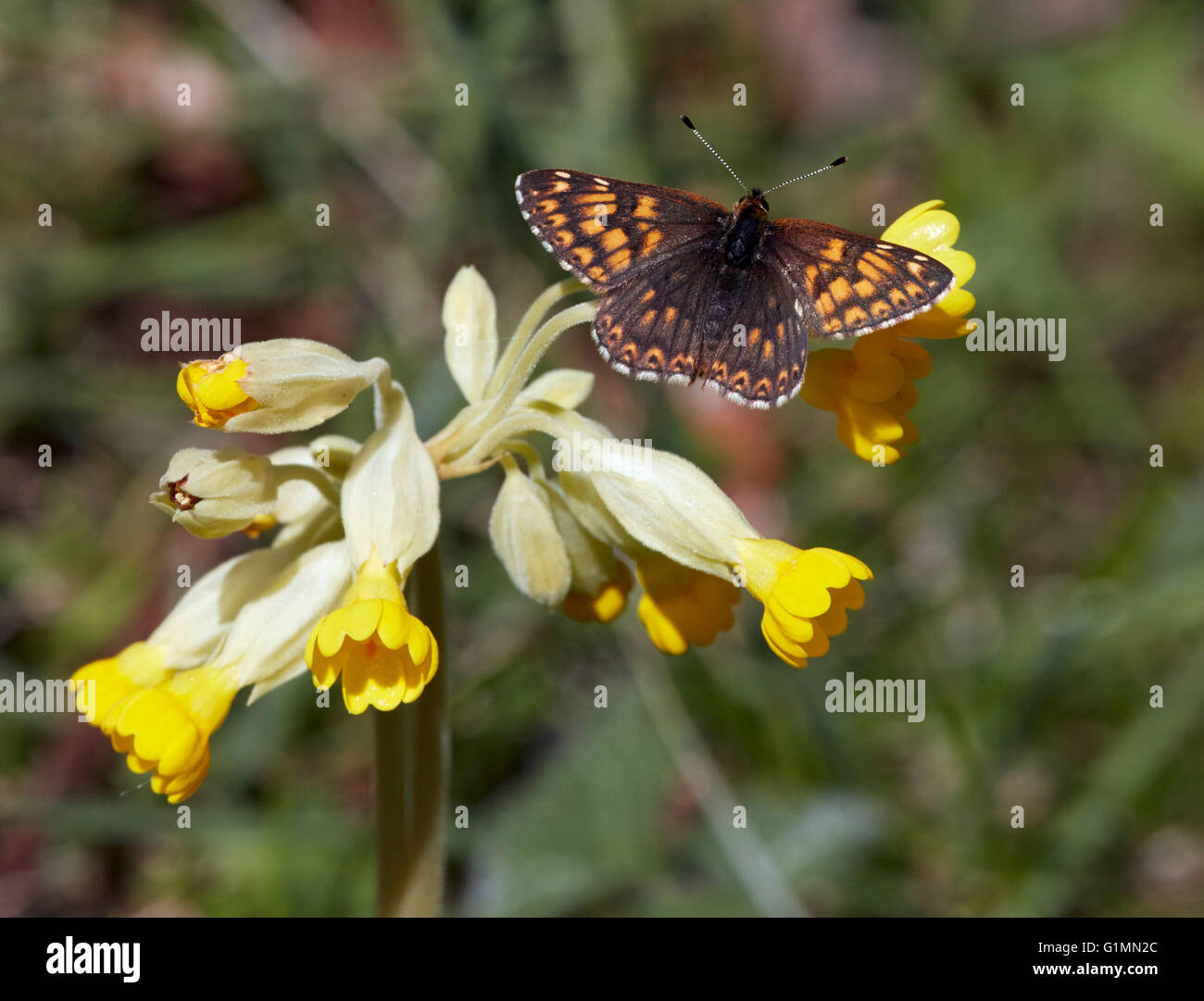 Duke of Burgundy butterfly on cowslip flowers. Noar Hill nature reserve ...