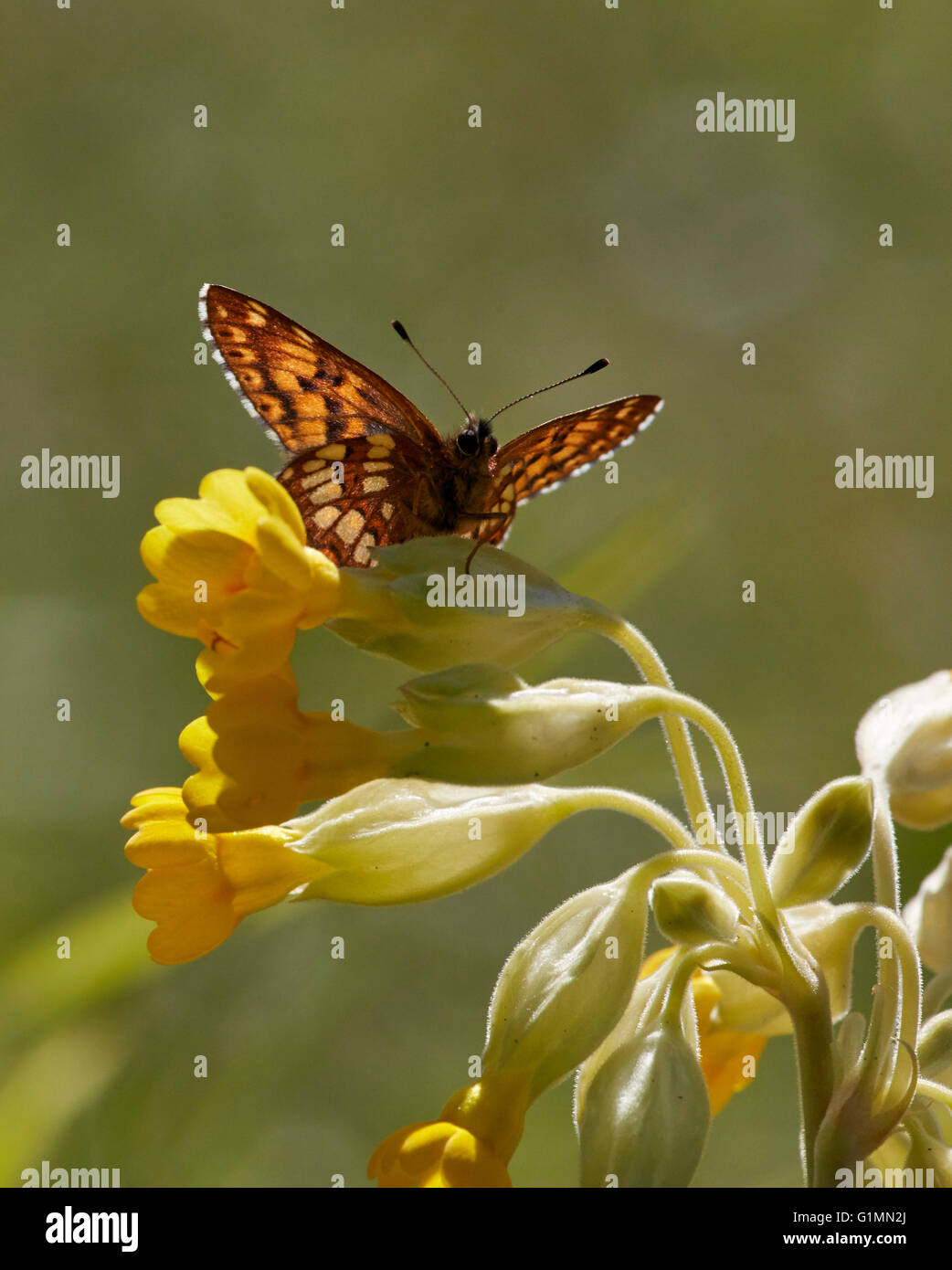 Duke of Burgundy butterfly on cowslip flowers. Noar Hill nature reserve ...